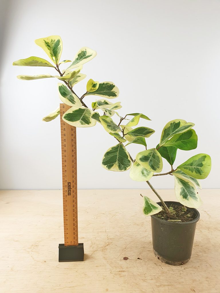 Variegated Ficus triangularis - Odd Spot Plants