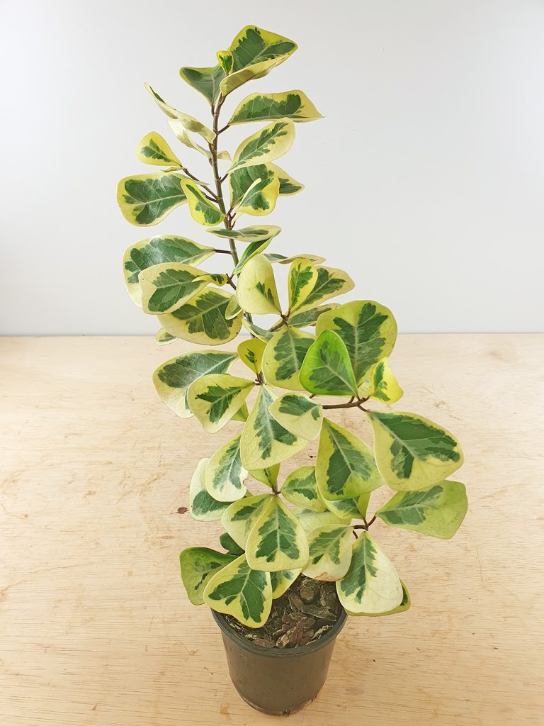Variegated Ficus triangularis - Odd Spot Plants