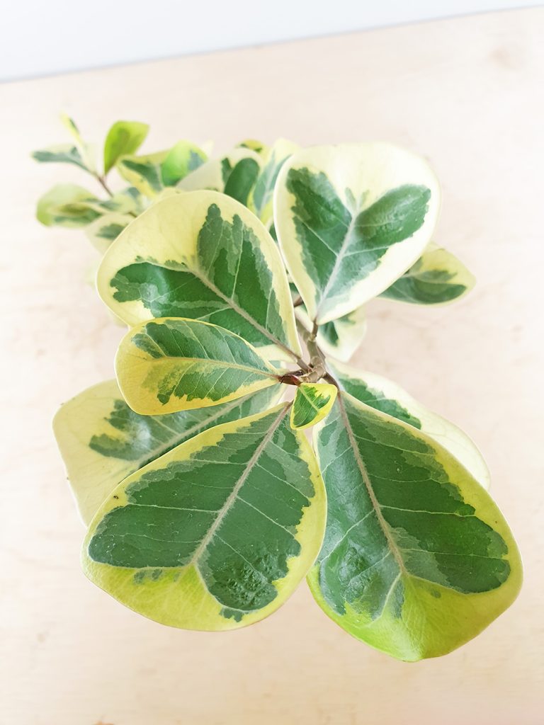Variegated Ficus triangularis - Odd Spot Plants