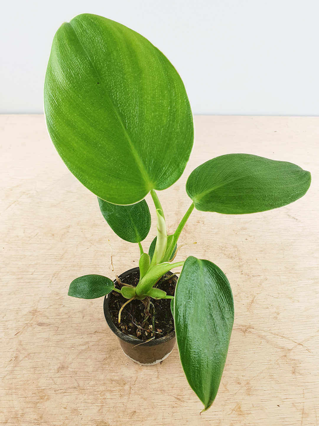 Philodendron rugosum - Odd Spot Plants