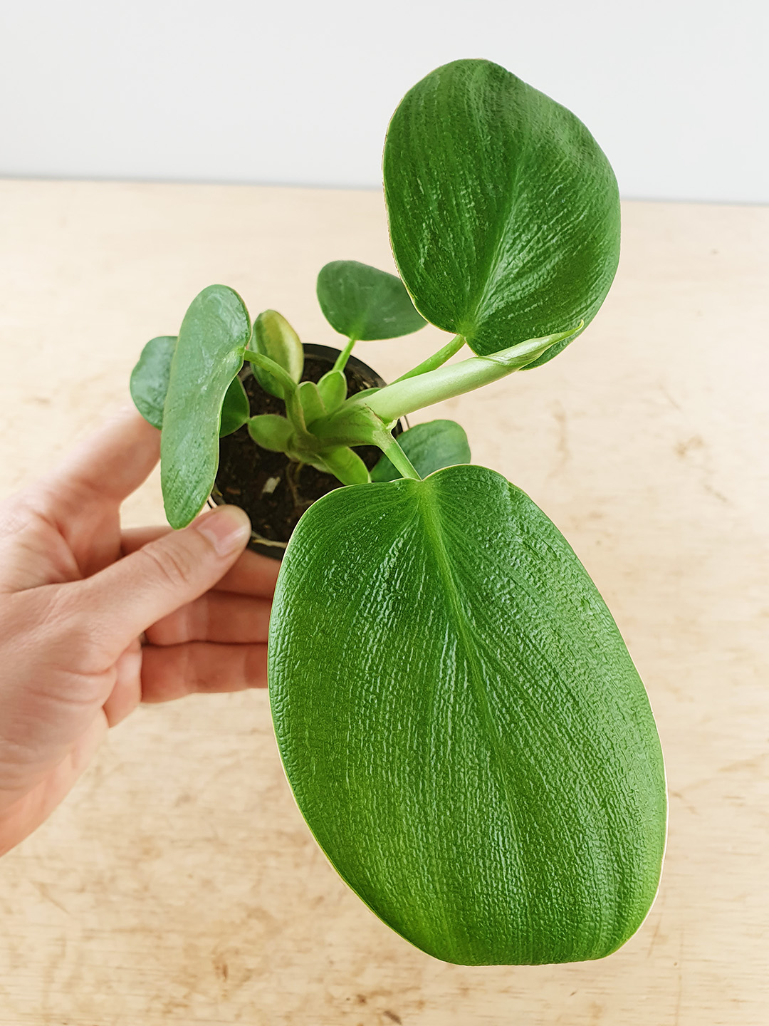 Philodendron rugosum - Odd Spot Plants