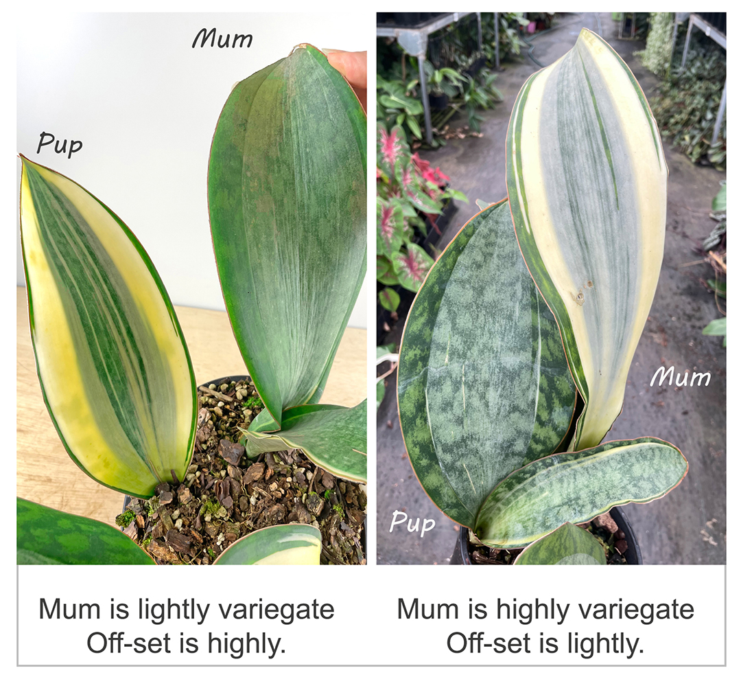 Growing Variegated Sansevieria masoniana (aka Variegated Whale Fin ...