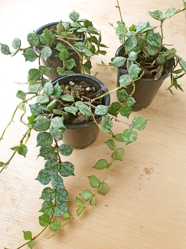 Variegated Hoya curtisii - Odd Spot Plants