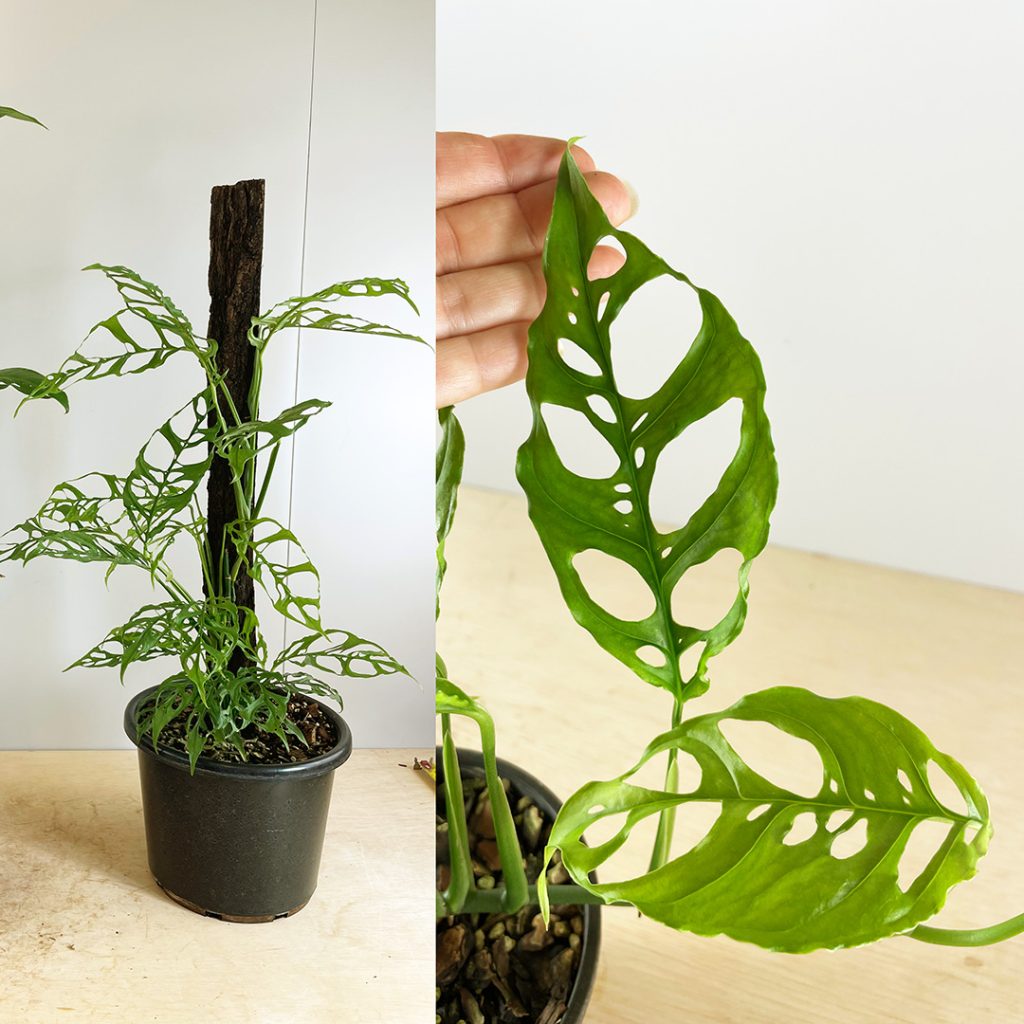 Monstera obliqua 'Peru' - Odd Spot Plants