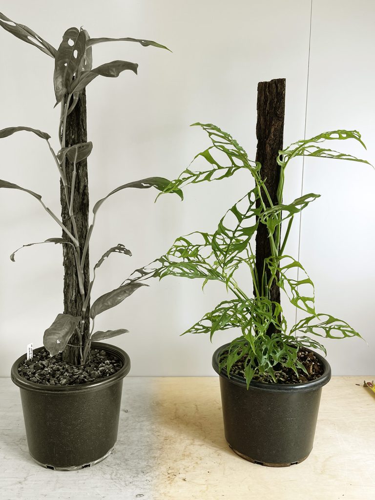 Monstera obliqua 'Peru' - Odd Spot Plants