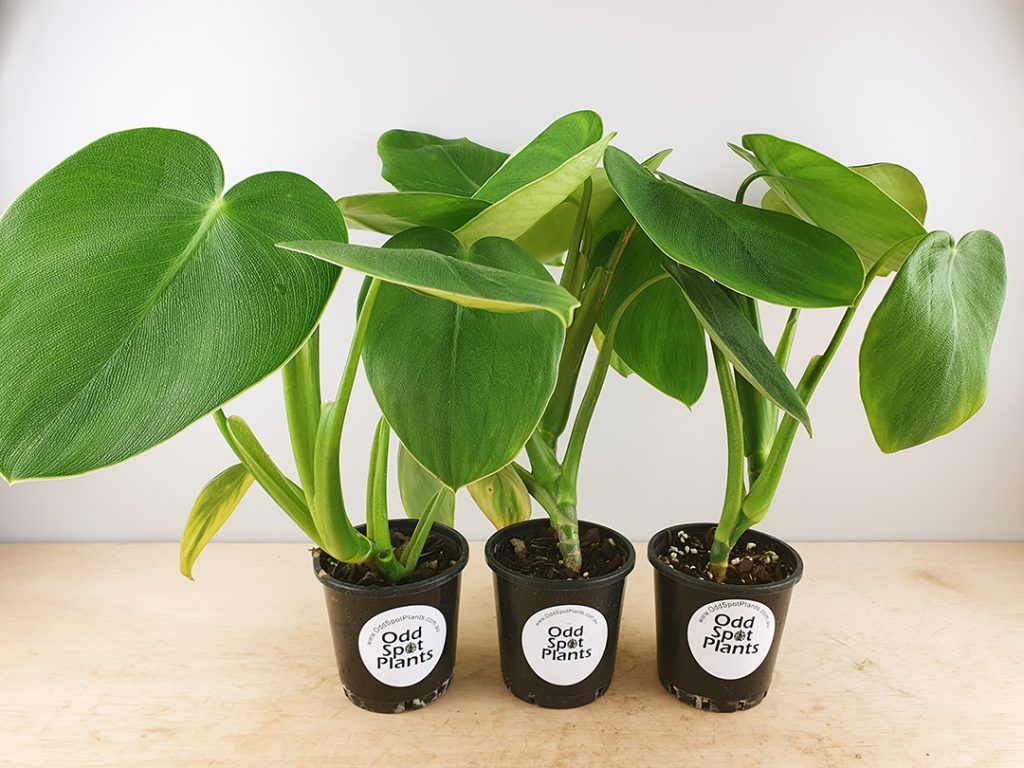 Philodendron rugosum - Odd Spot Plants