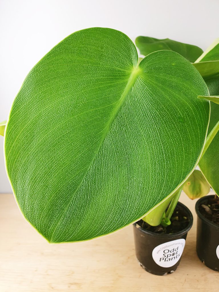 Philodendron rugosum - Odd Spot Plants