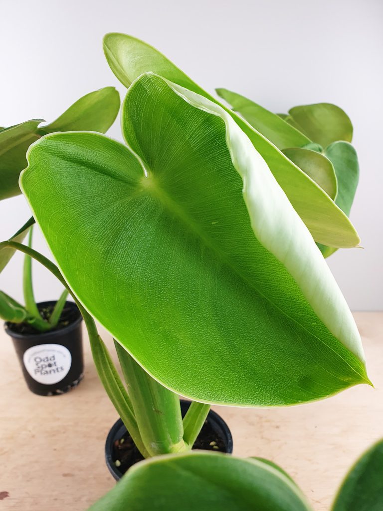 Philodendron rugosum - Odd Spot Plants