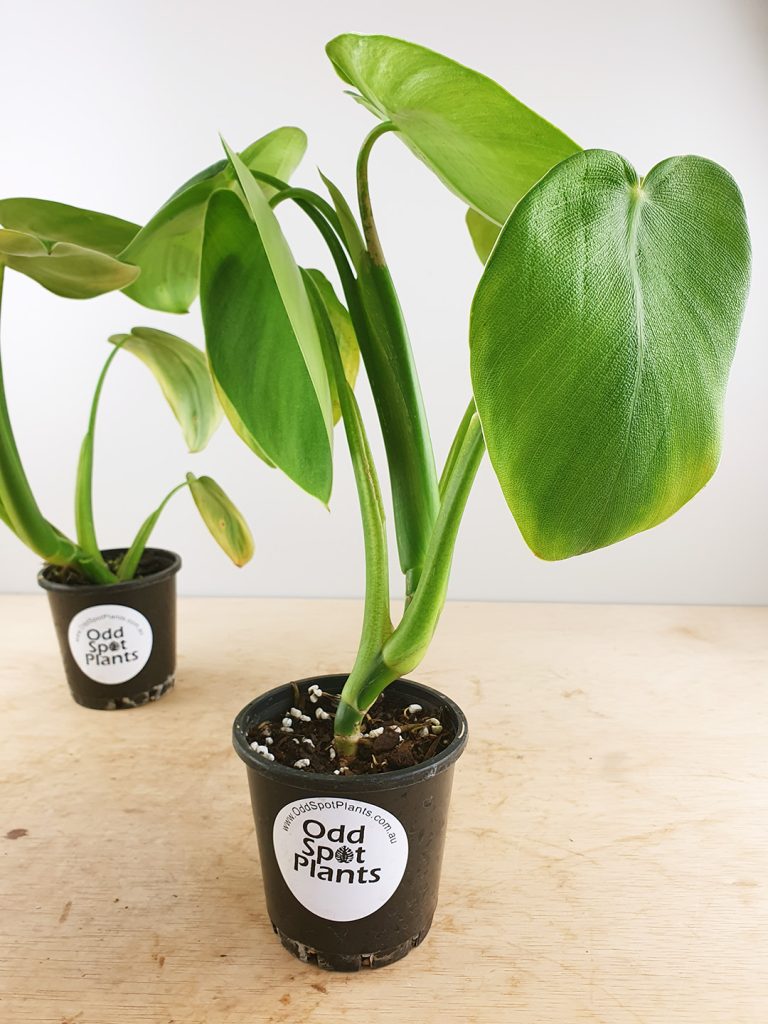 Philodendron rugosum - Odd Spot Plants