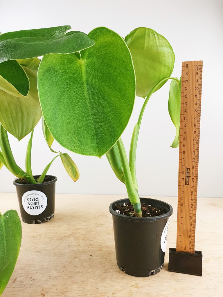 Philodendron rugosum - Odd Spot Plants