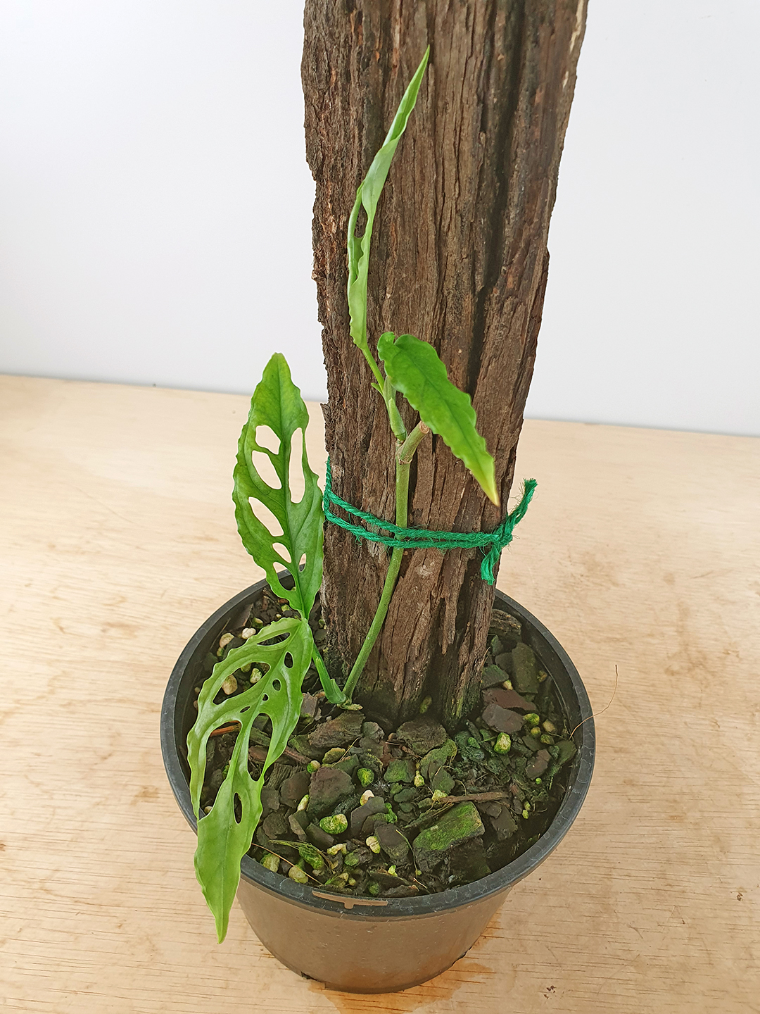 Monstera obliqua 'Peru' - Odd Spot Plants