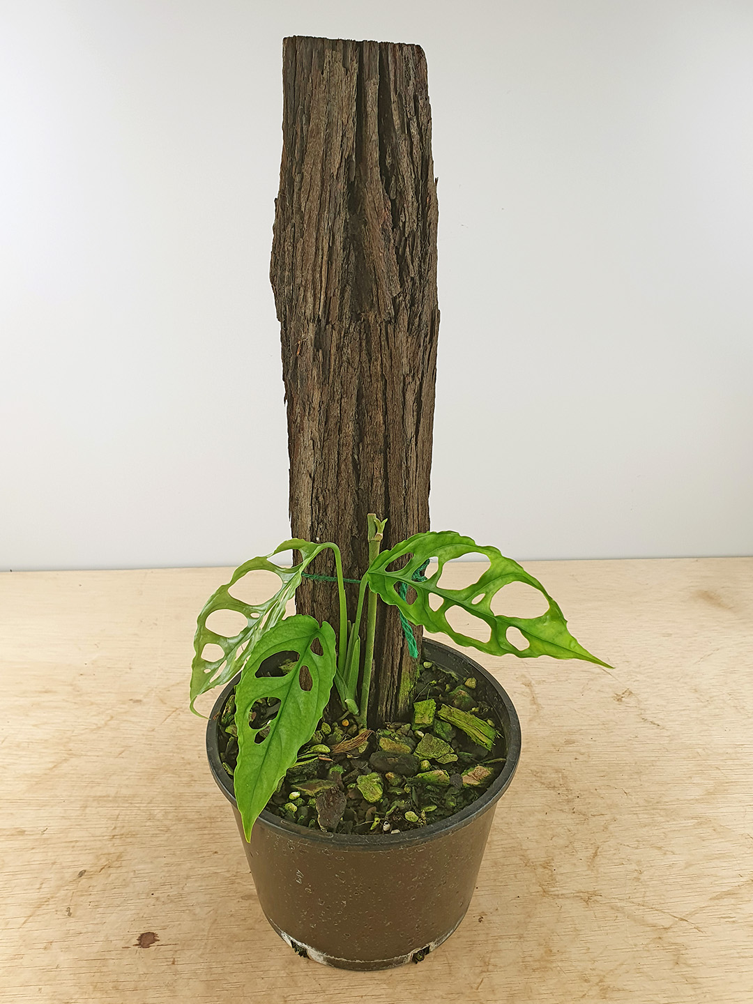 Monstera obliqua 'Peru' - Odd Spot Plants