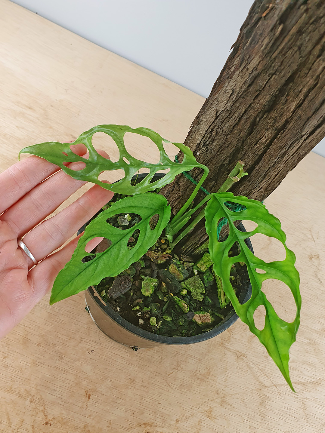 Monstera obliqua 'Peru' - Odd Spot Plants