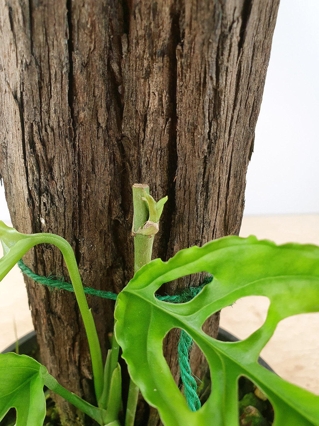 Monstera obliqua 'Peru' - Odd Spot Plants