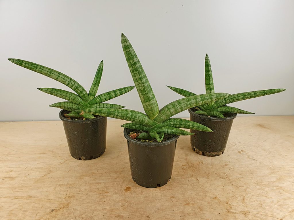 Sansevieria boncel 'Starfish' - Odd Spot Plants