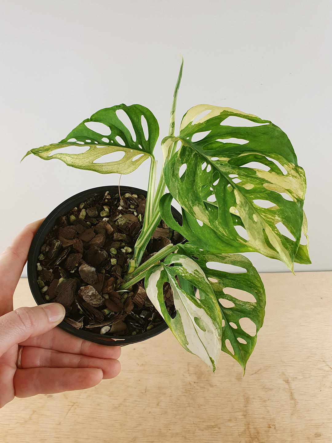 Variegated Monstera adansonii - Odd Spot Plants