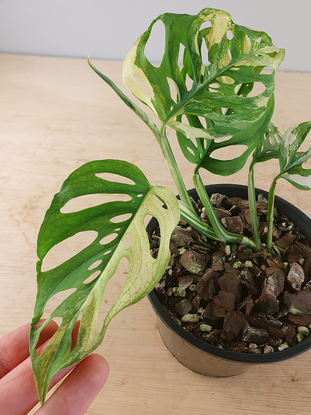 Variegated Monstera adansonii - Odd Spot Plants