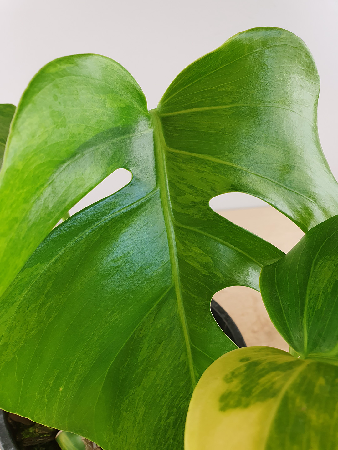 Variegated Monstera deliciosa 'Aurea' - Odd Spot Plants