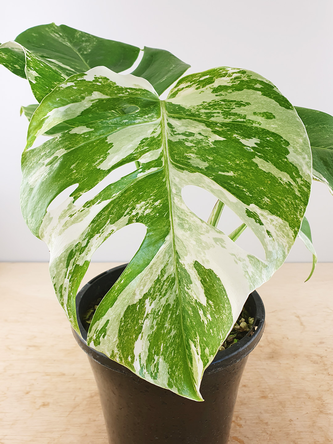 Variegated Monstera deliciosa borsigiana - Odd Spot Plants