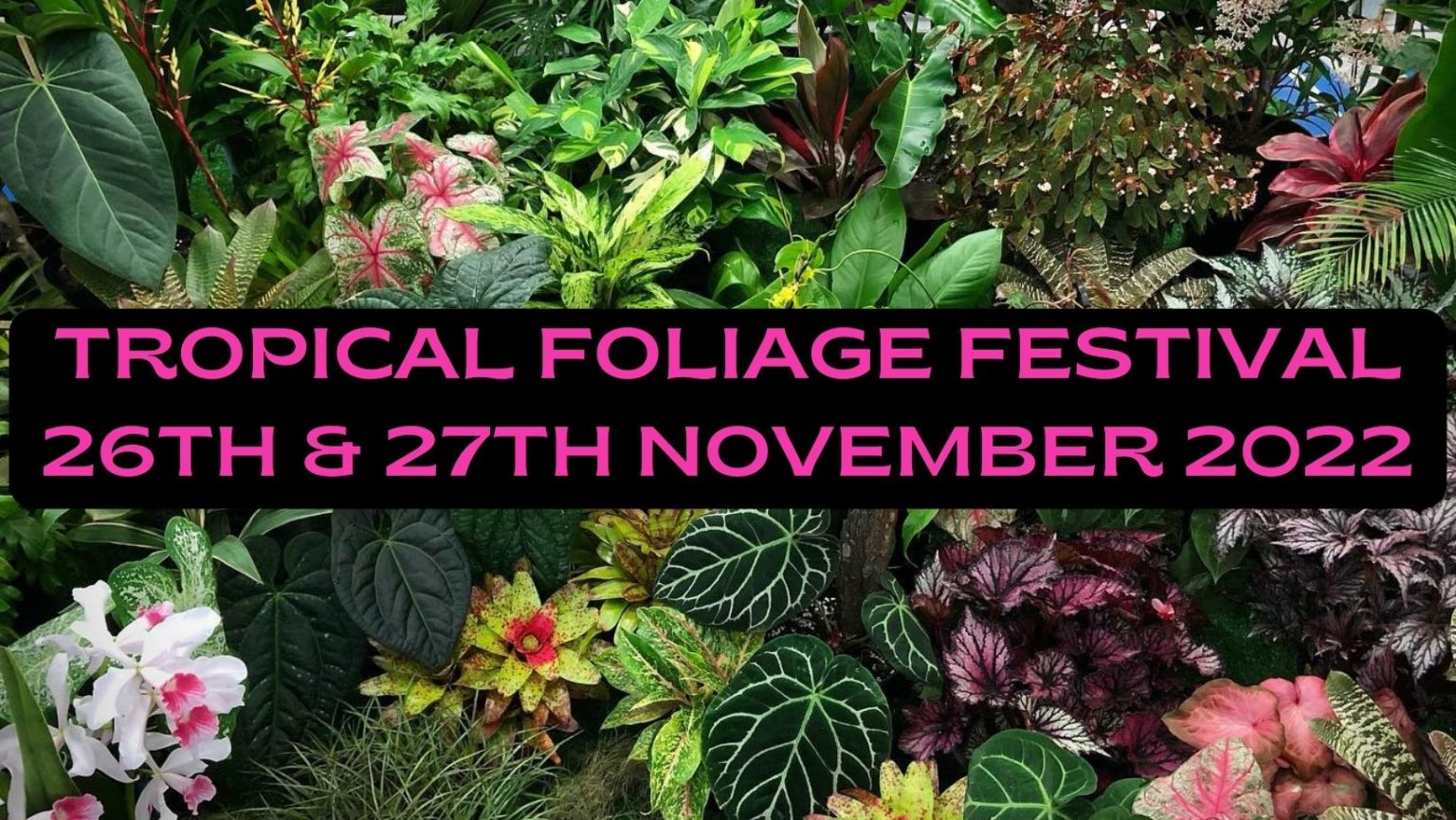 2023 November Plant Sale @ Belmont Qld - Odd Spot Plants