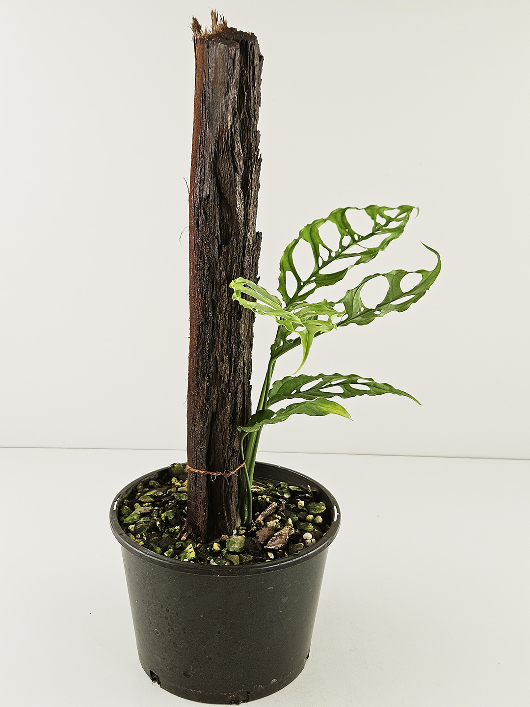 Monstera obliqua 'Peru' - Odd Spot Plants