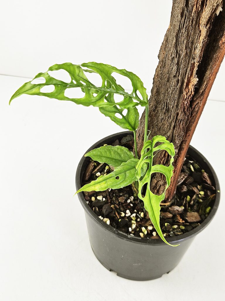 Monstera obliqua 'Peru' - Odd Spot Plants