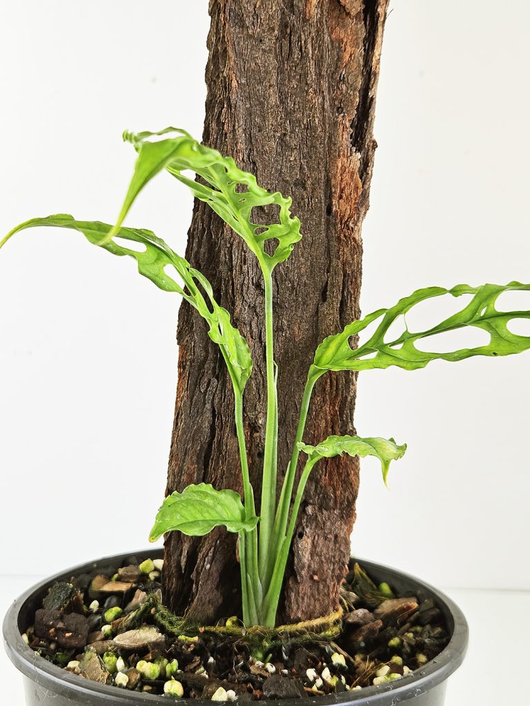 Monstera obliqua 'Peru' - Odd Spot Plants