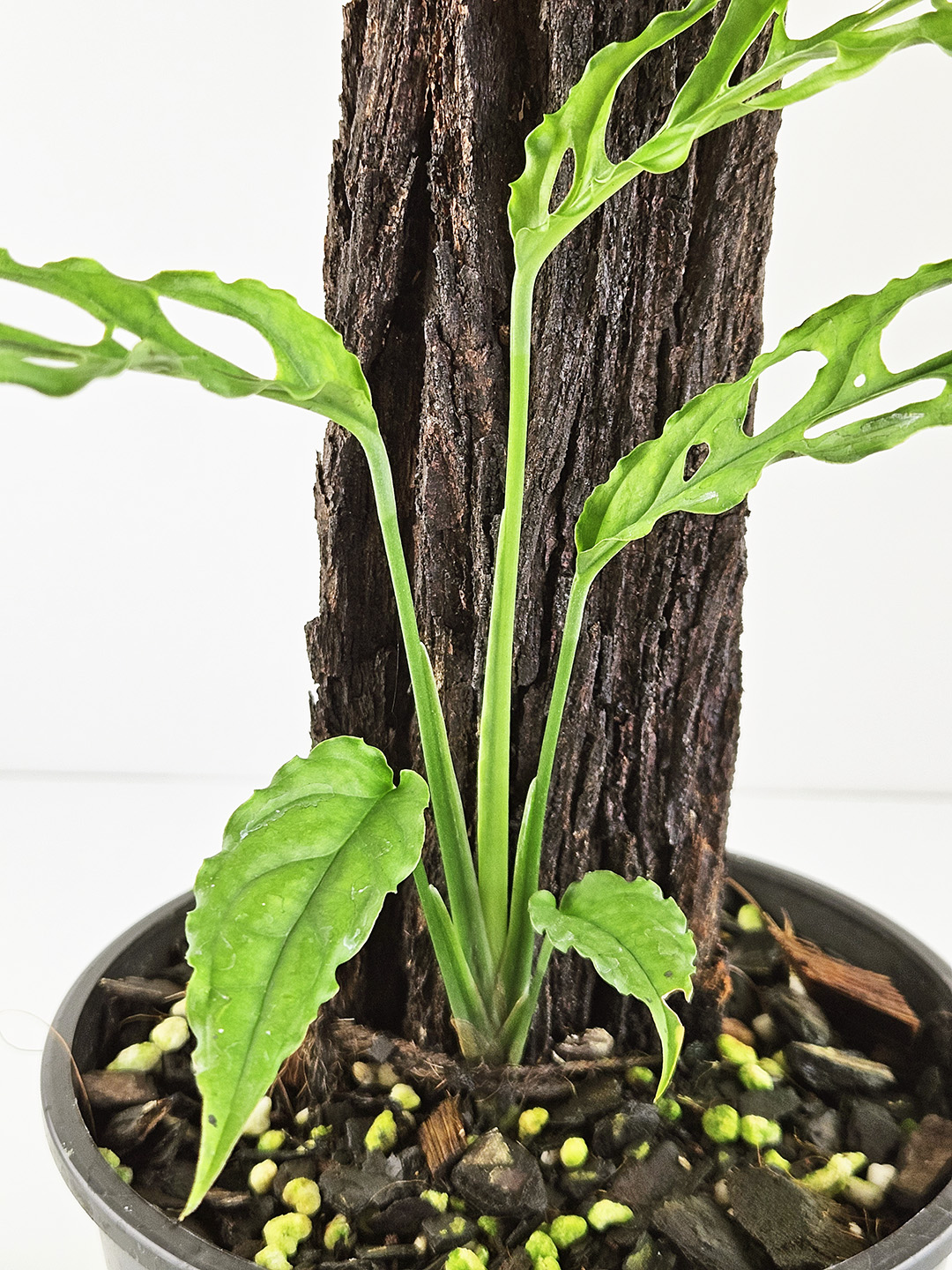Monstera obliqua 'Peru' - Odd Spot Plants