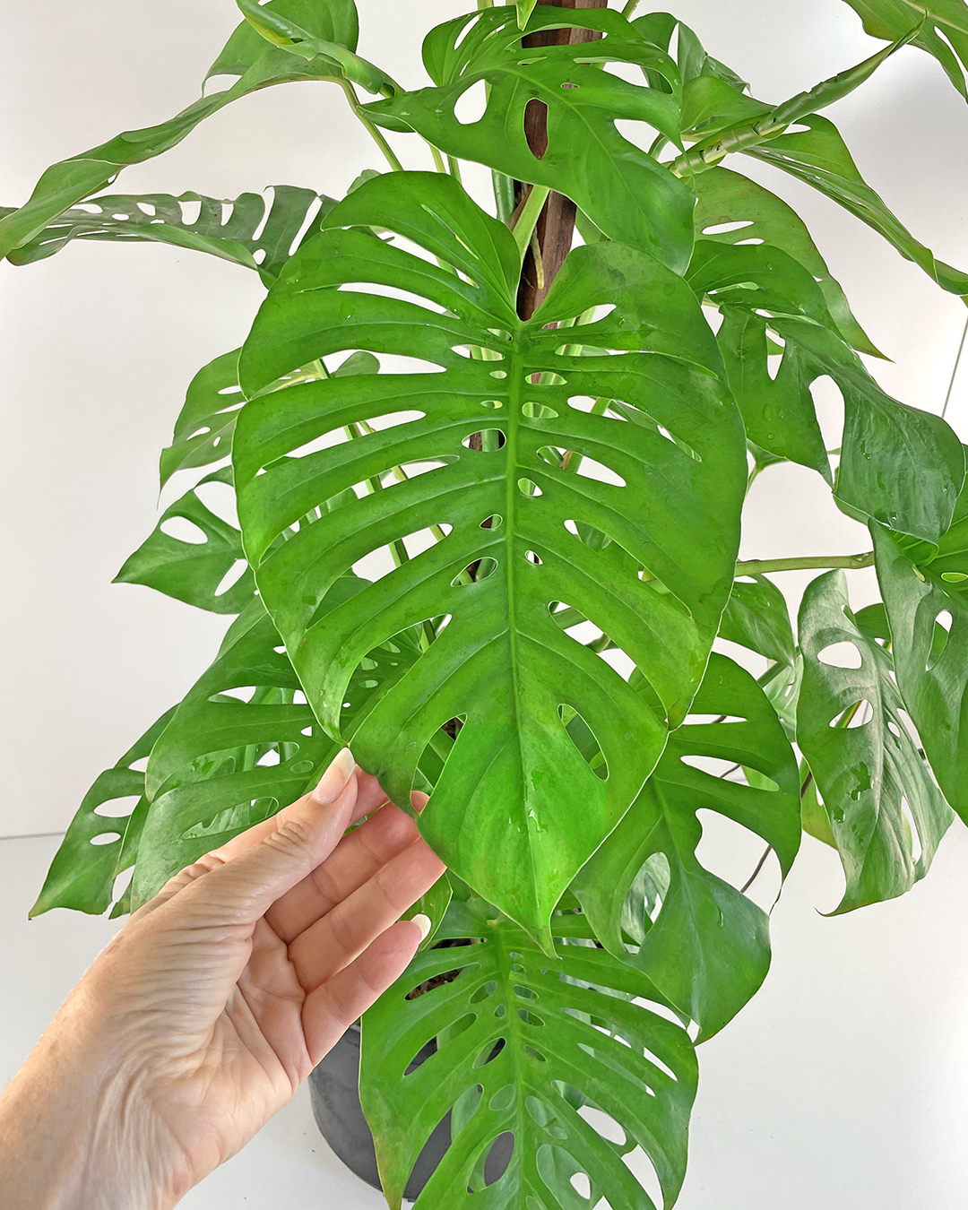 NEW PLANT RELEASE Monstera Uno™ - Odd Spot Plants