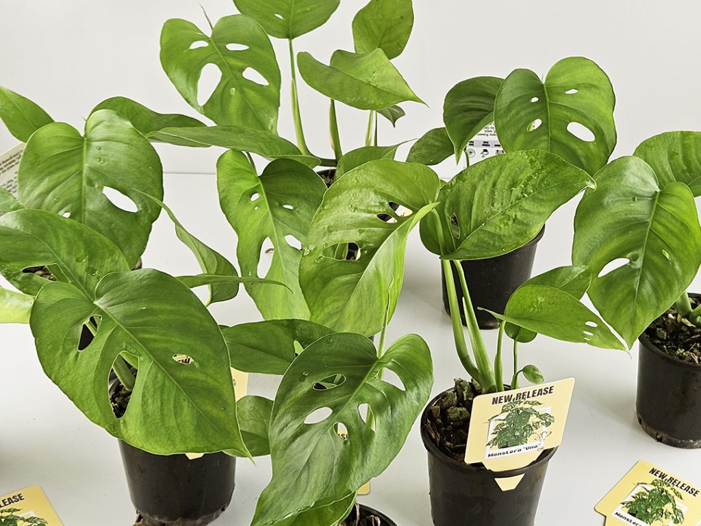 Monstera Hybrid 'Uno' - Odd Spot Plants